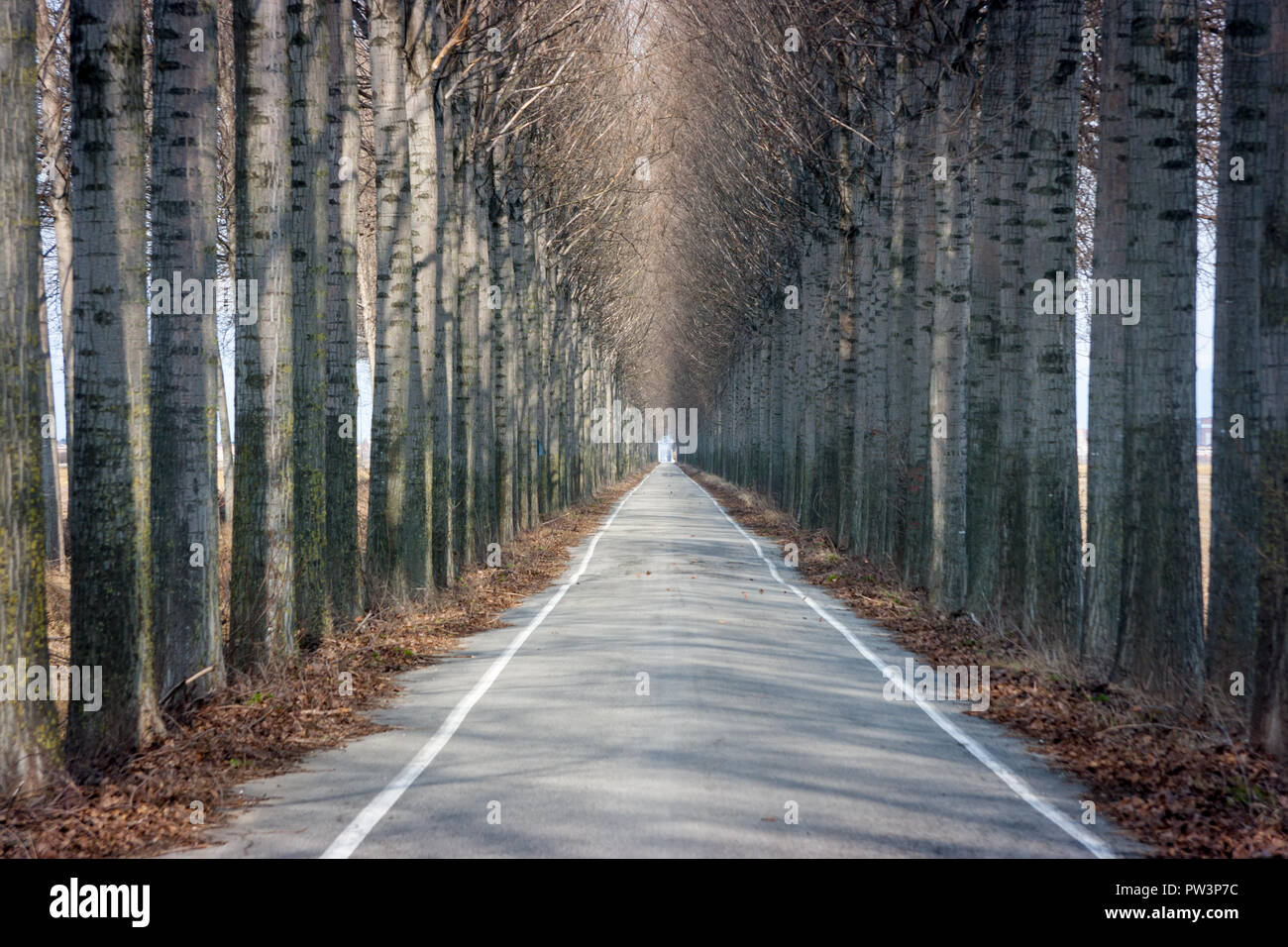 Tall tree lined country road hi-res stock photography and images - Alamy