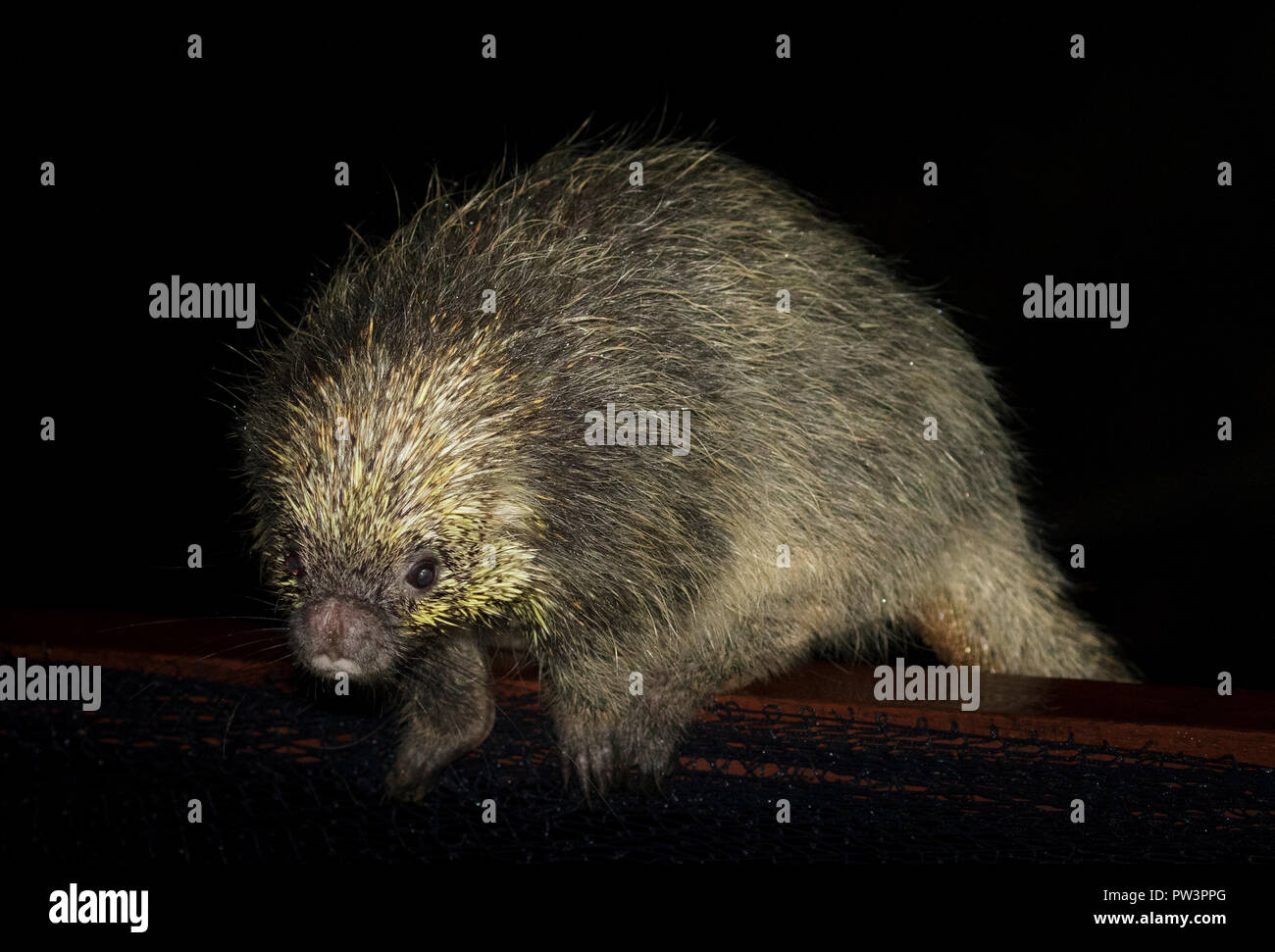 Spiny tree hi-res stock photography and images - Alamy