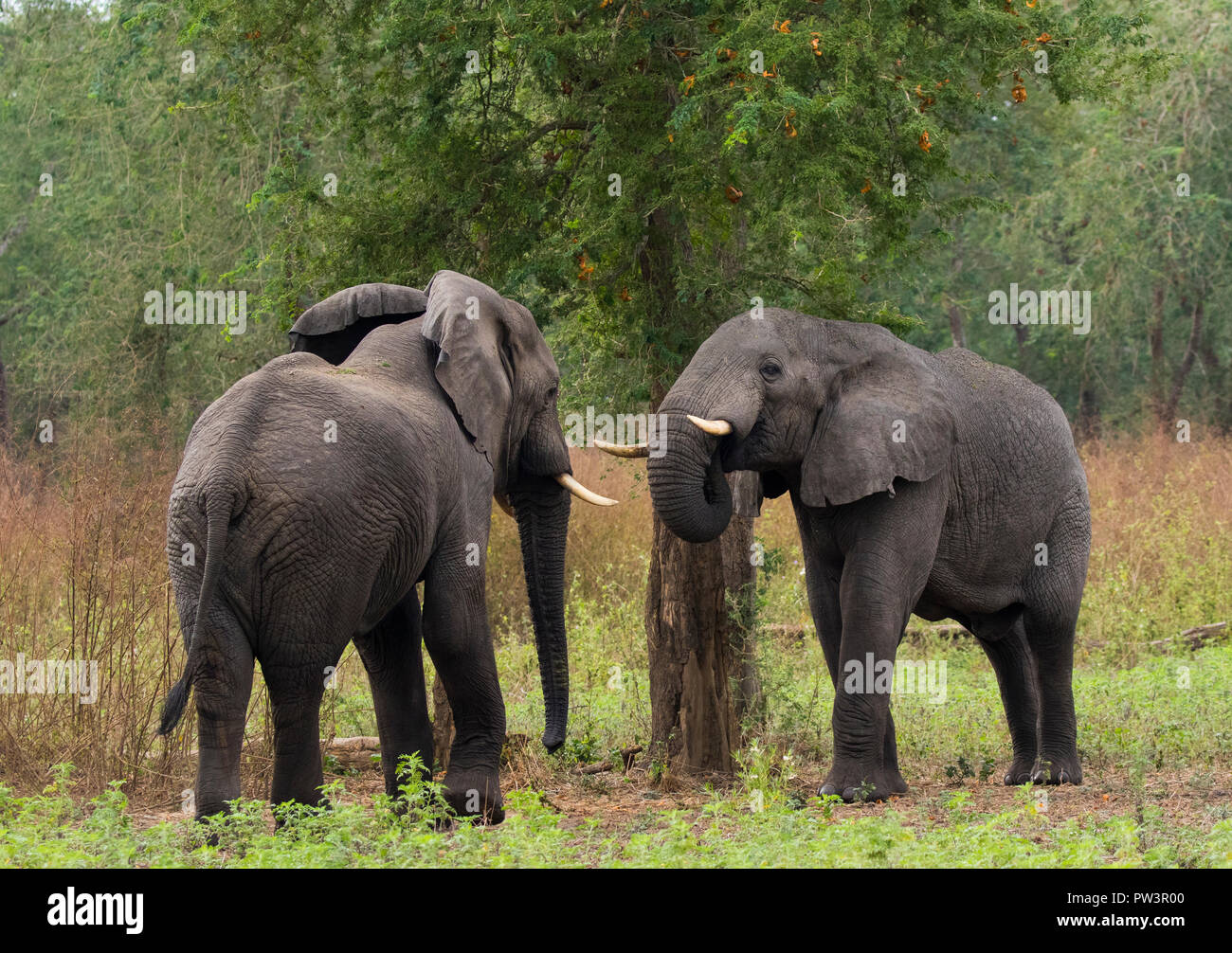 AFRICAN ELEPHANT (Loxodonta africana) two young males interacting ...