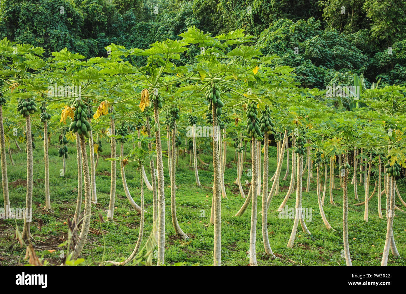 BORA BORA, FRENCH POLYNESIA-JULY 21, 2009 - When the 4x4 reaches the ...