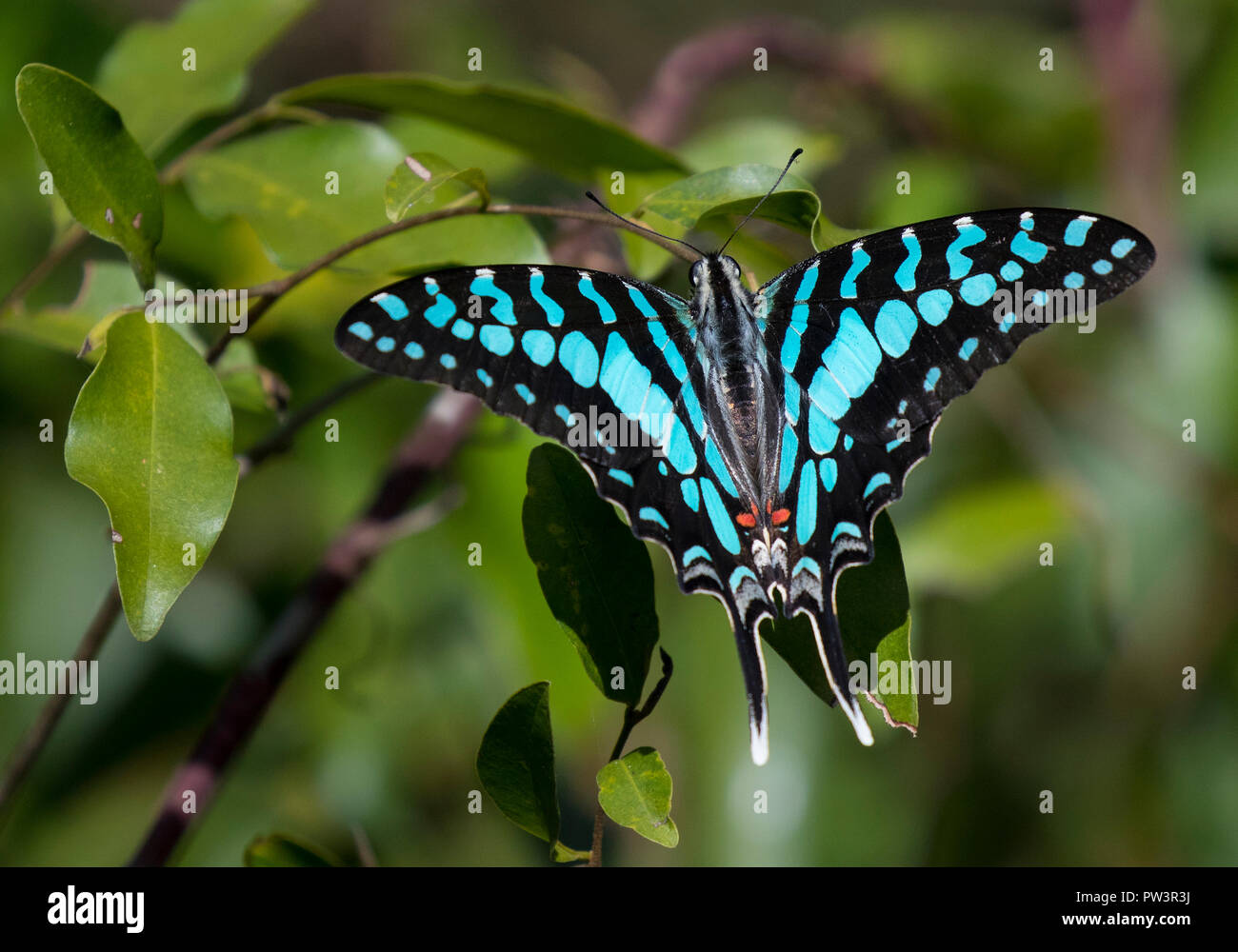 COMMON SWORDTAIL or SMALL STRIPED SWORDTAIL (Graphium policenes) Dovela ...