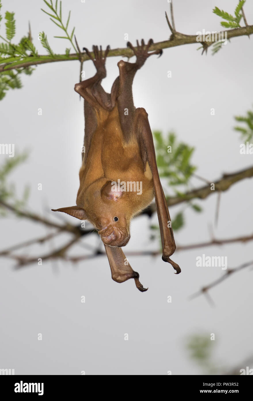 Leaf nosed bat africa hi-res stock photography and images - Alamy