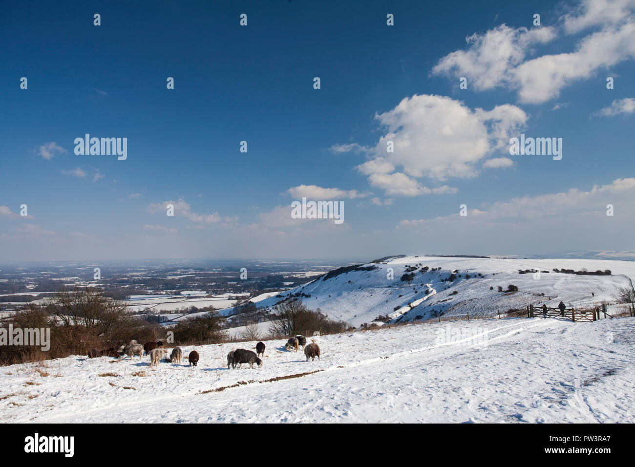 Snow on South Downs with grazing sheep, near Ditchling Beacon, South ...