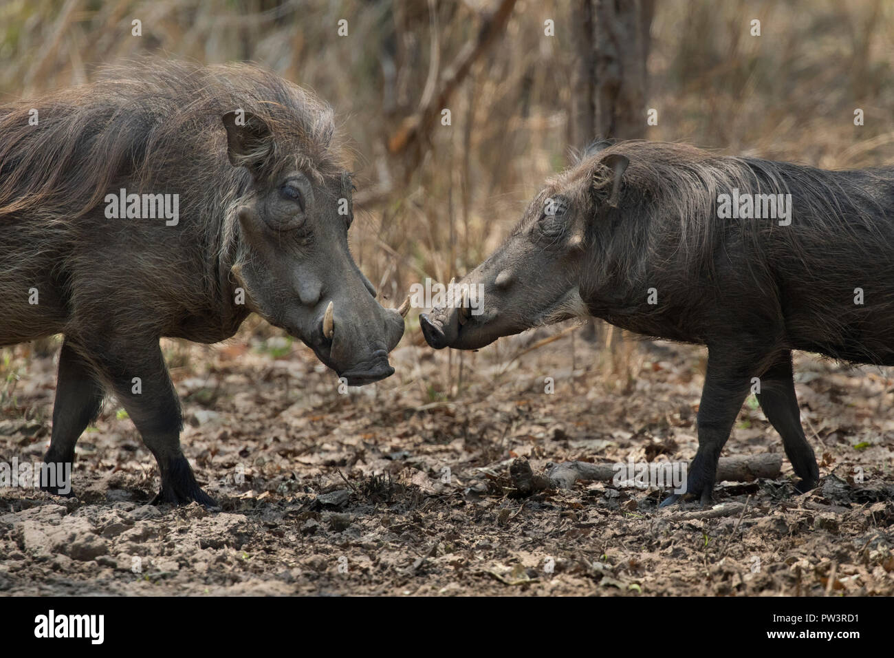 Warthog behavior hi-res stock photography and images - Alamy