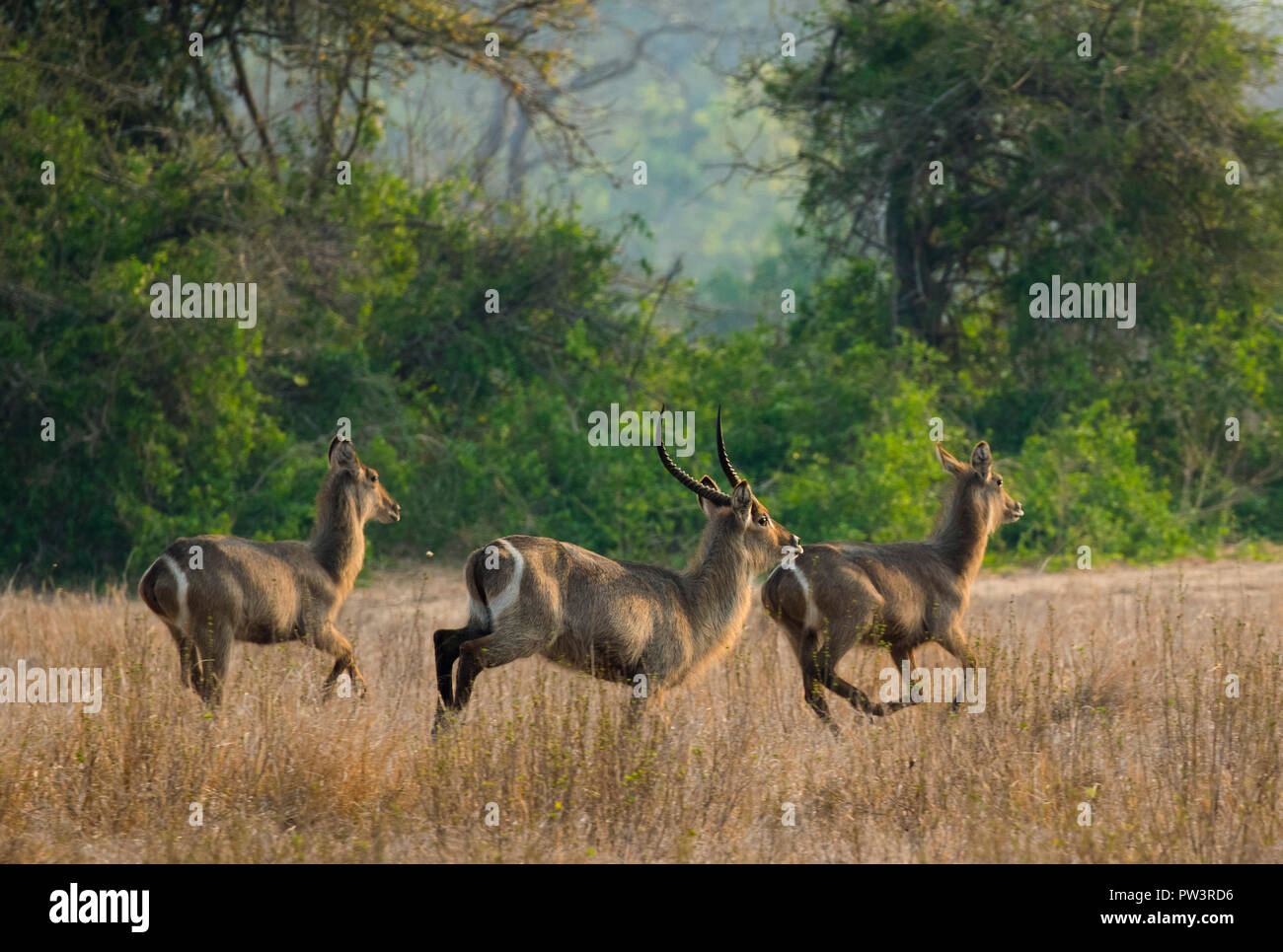 Running waterbuck hi-res stock photography and images - Alamy