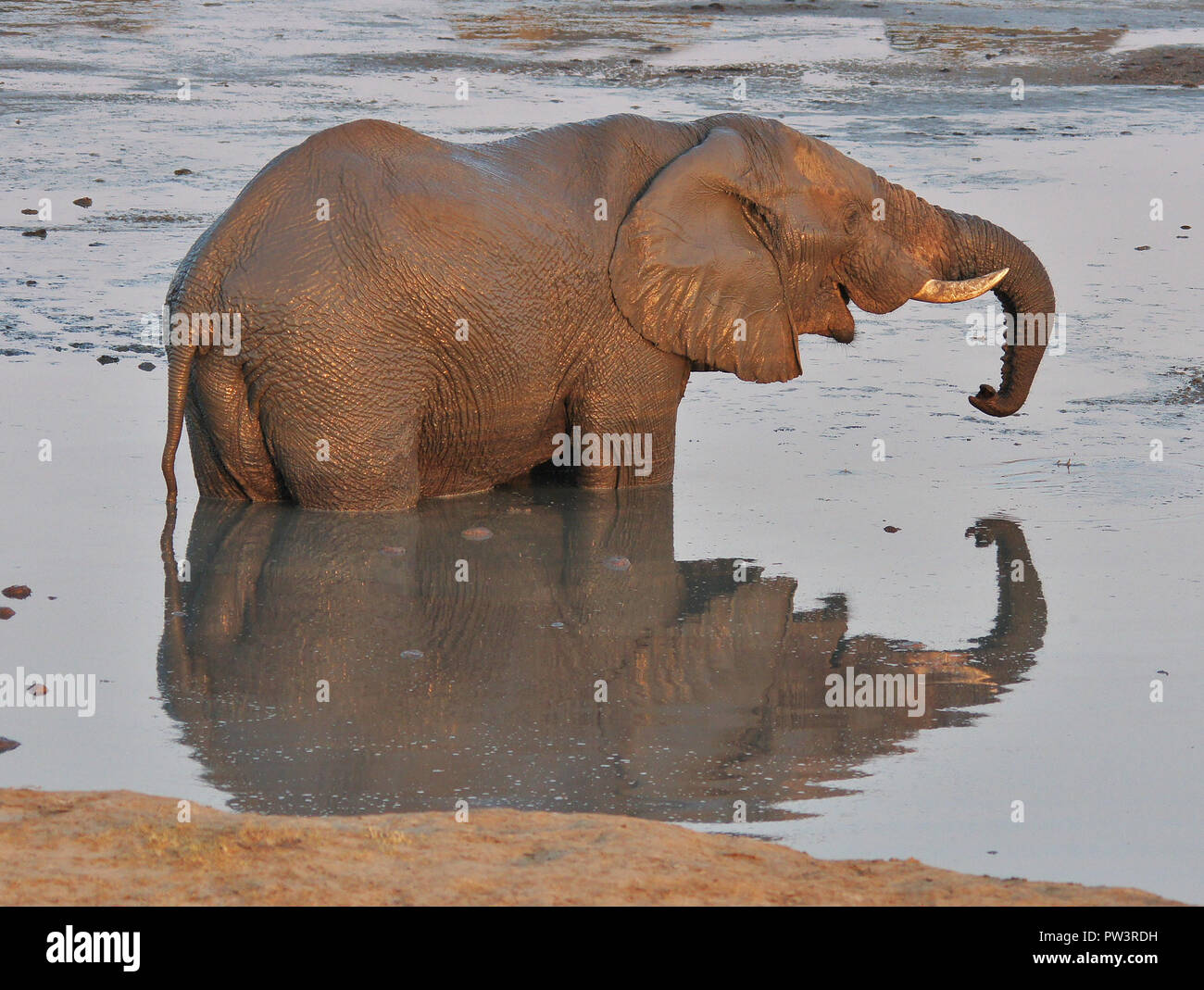 Hwange elephant hole hi-res stock photography and images - Alamy