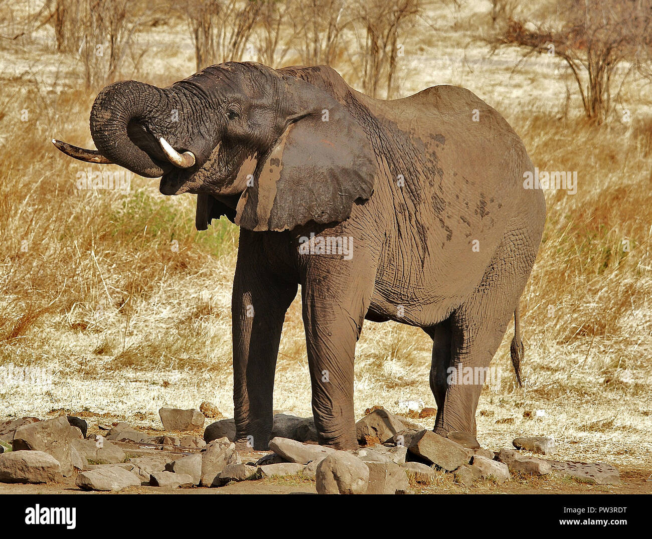 Land mammals of africa hi-res stock photography and images - Alamy