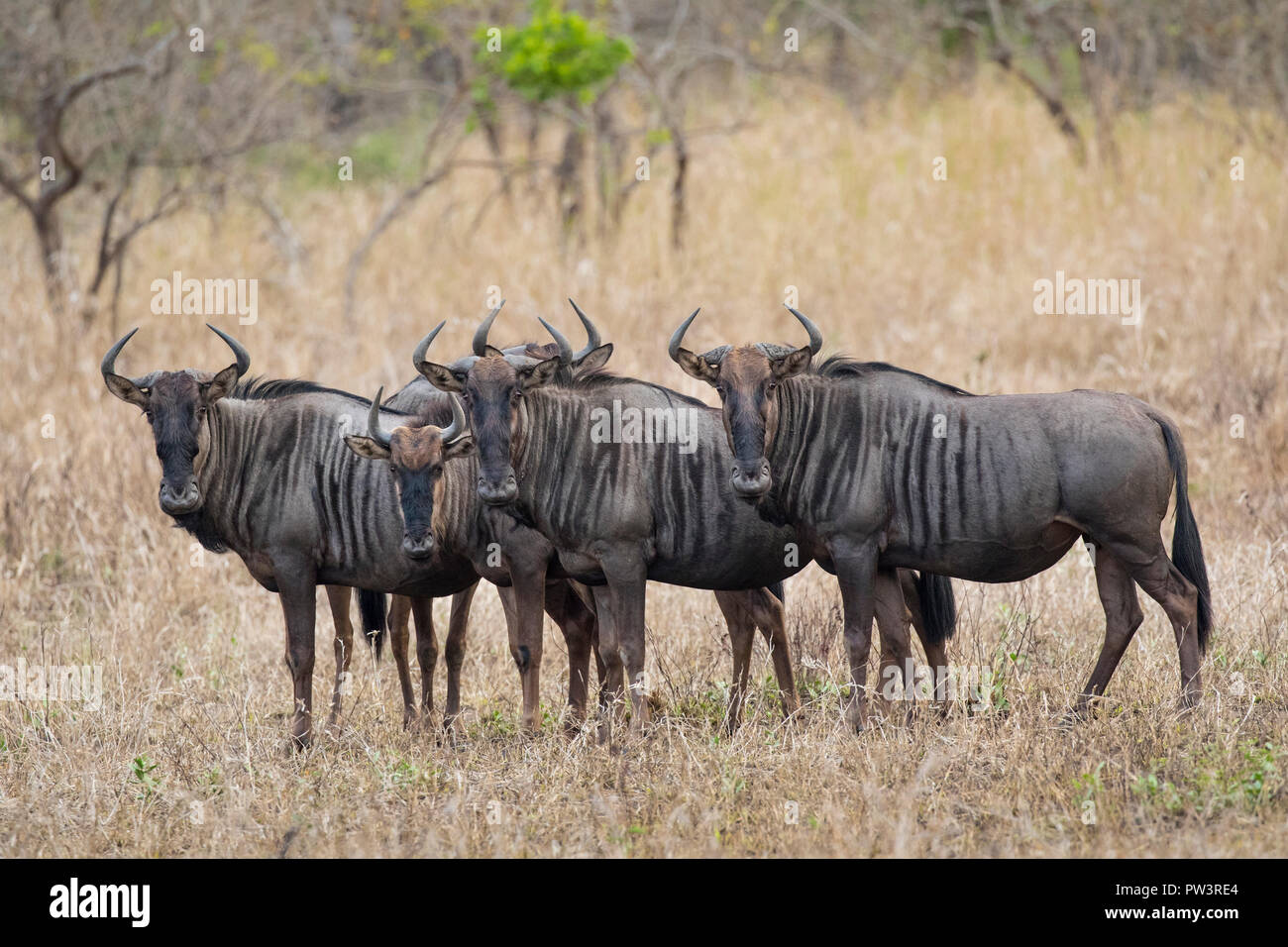 BLUE or COMMON WILDEBEEST (Connochaetes taurinus) Gorongosa National ...