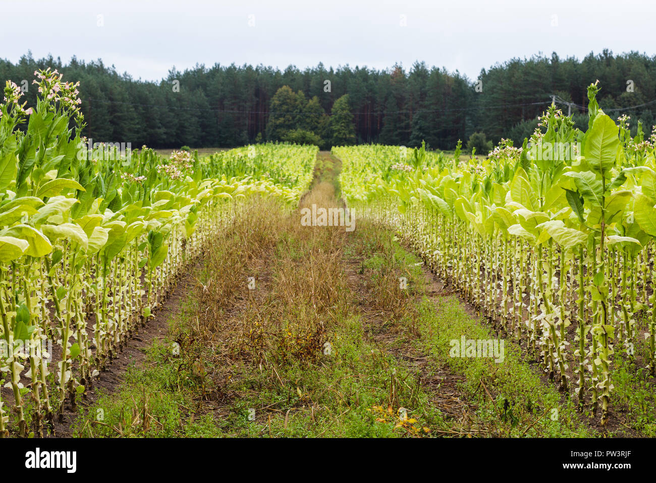 Tobacco plantation hi-res stock photography and images - Alamy