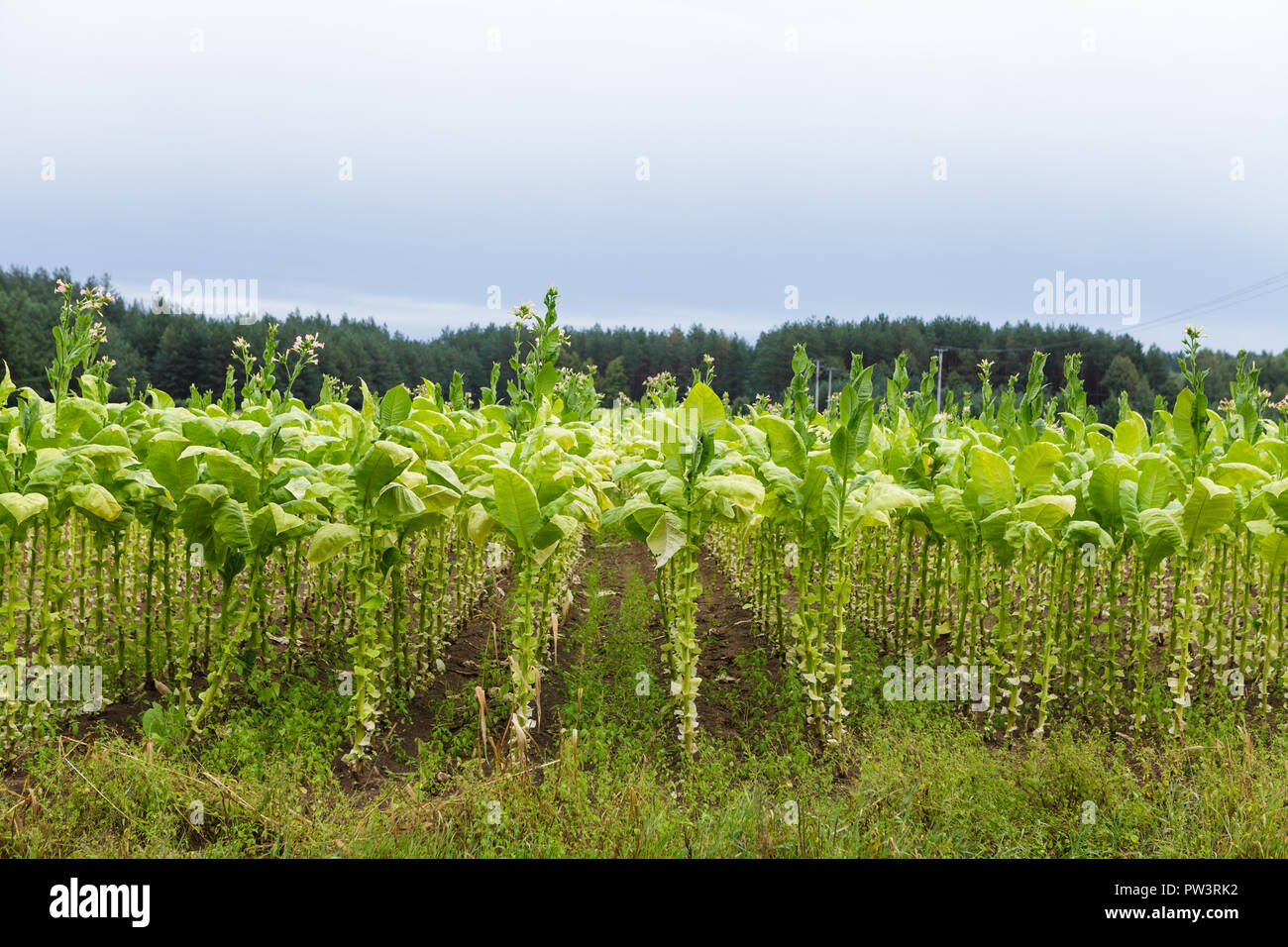 Tobacco plantation hi-res stock photography and images - Alamy