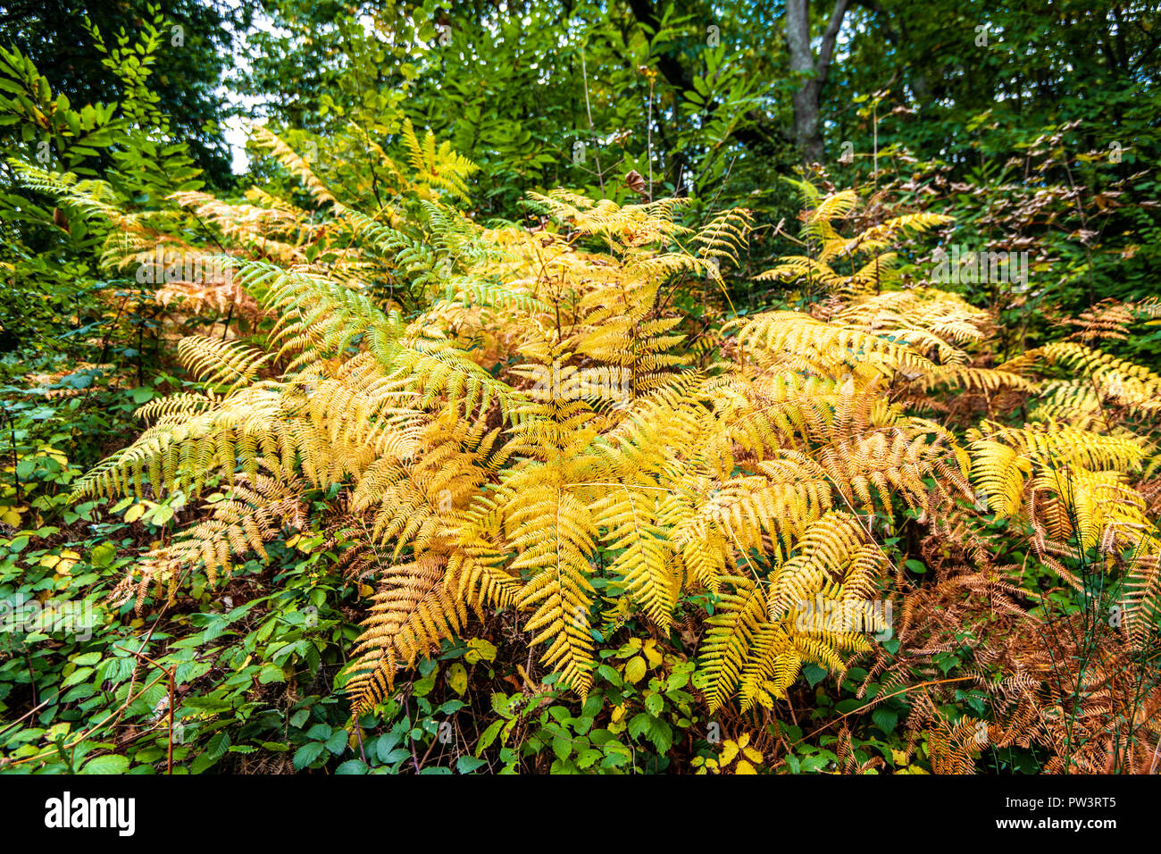 Fern bracken 'explosion' in autumn woodland Stock Photo - Alamy