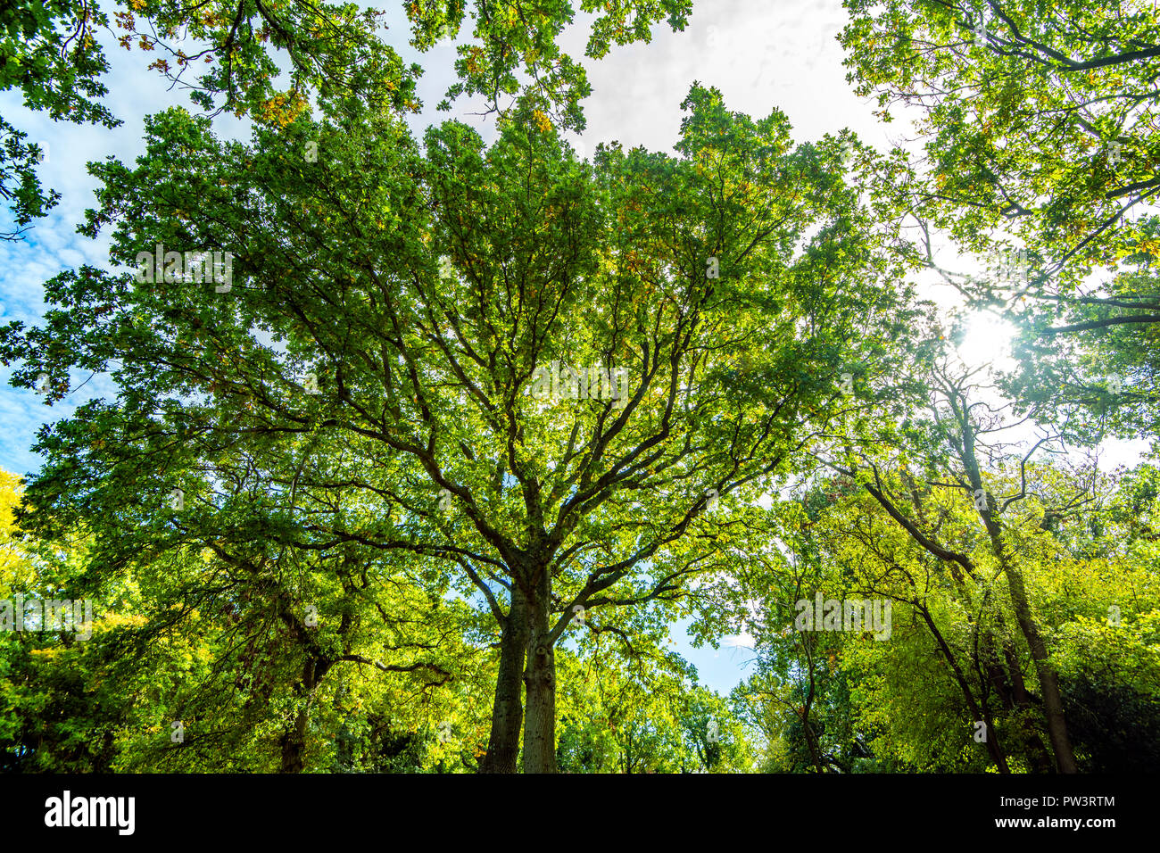 Tree canopy home hi-res stock photography and images - Alamy