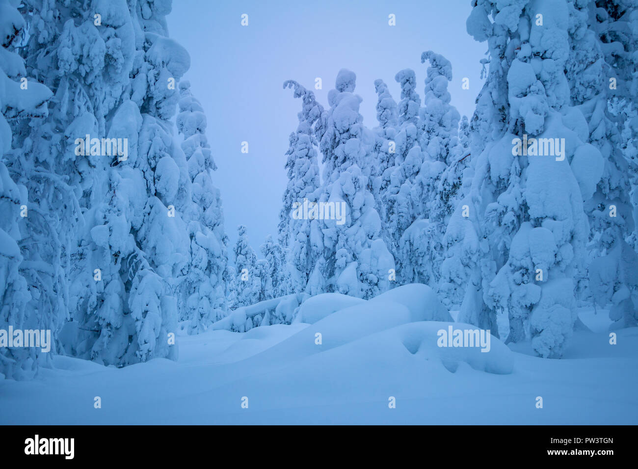 Finland. Evening winter forest. A lot of snow on the ground and tree ...