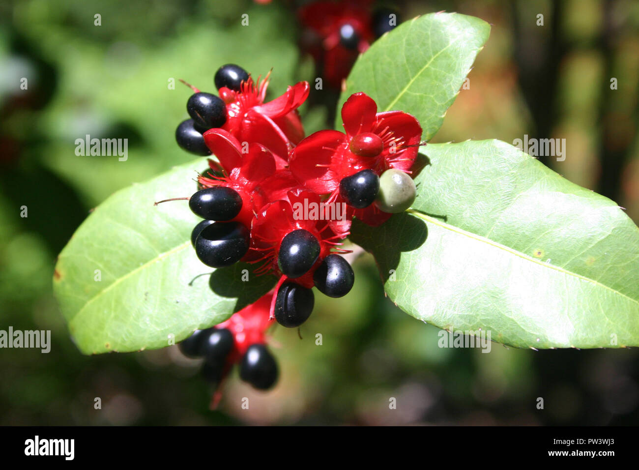 CLOSE-UP OF THE SHRUB OCHNA KIRKII (MICKEY MOUSE PLANT, CARNIVAL PLANT ...