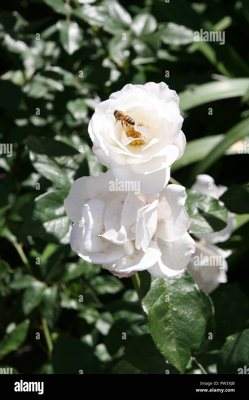 White Rose with Honey Bee Stock Photo - Alamy