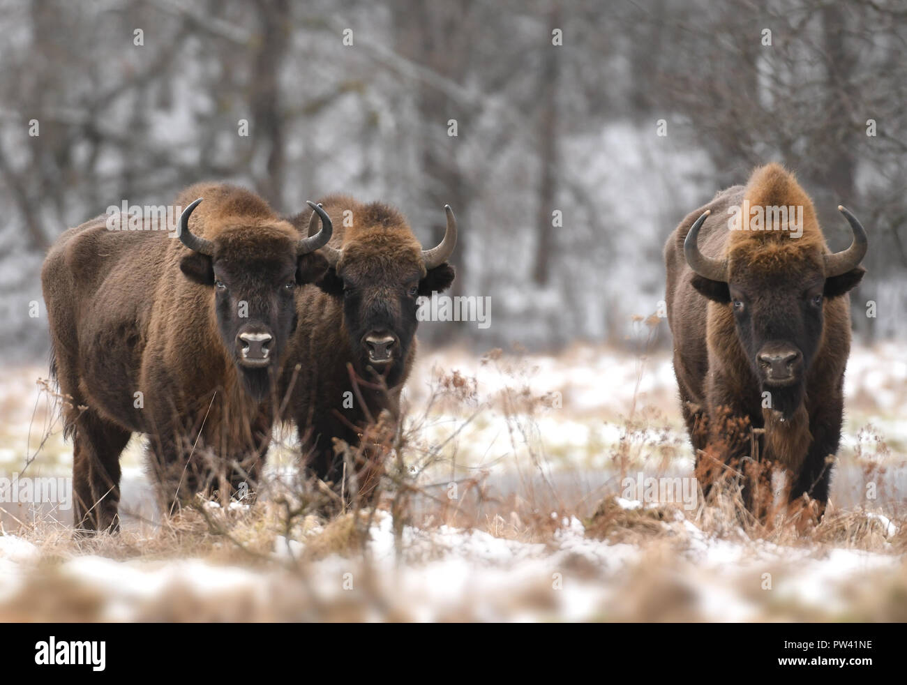 European bisons (Bison bonasus Stock Photo - Alamy
