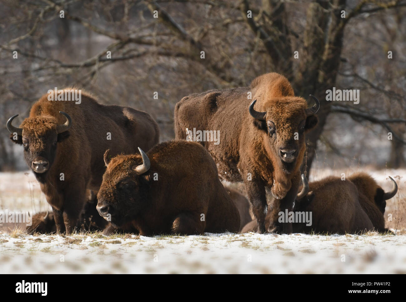 Bisons cow hi-res stock photography and images - Alamy