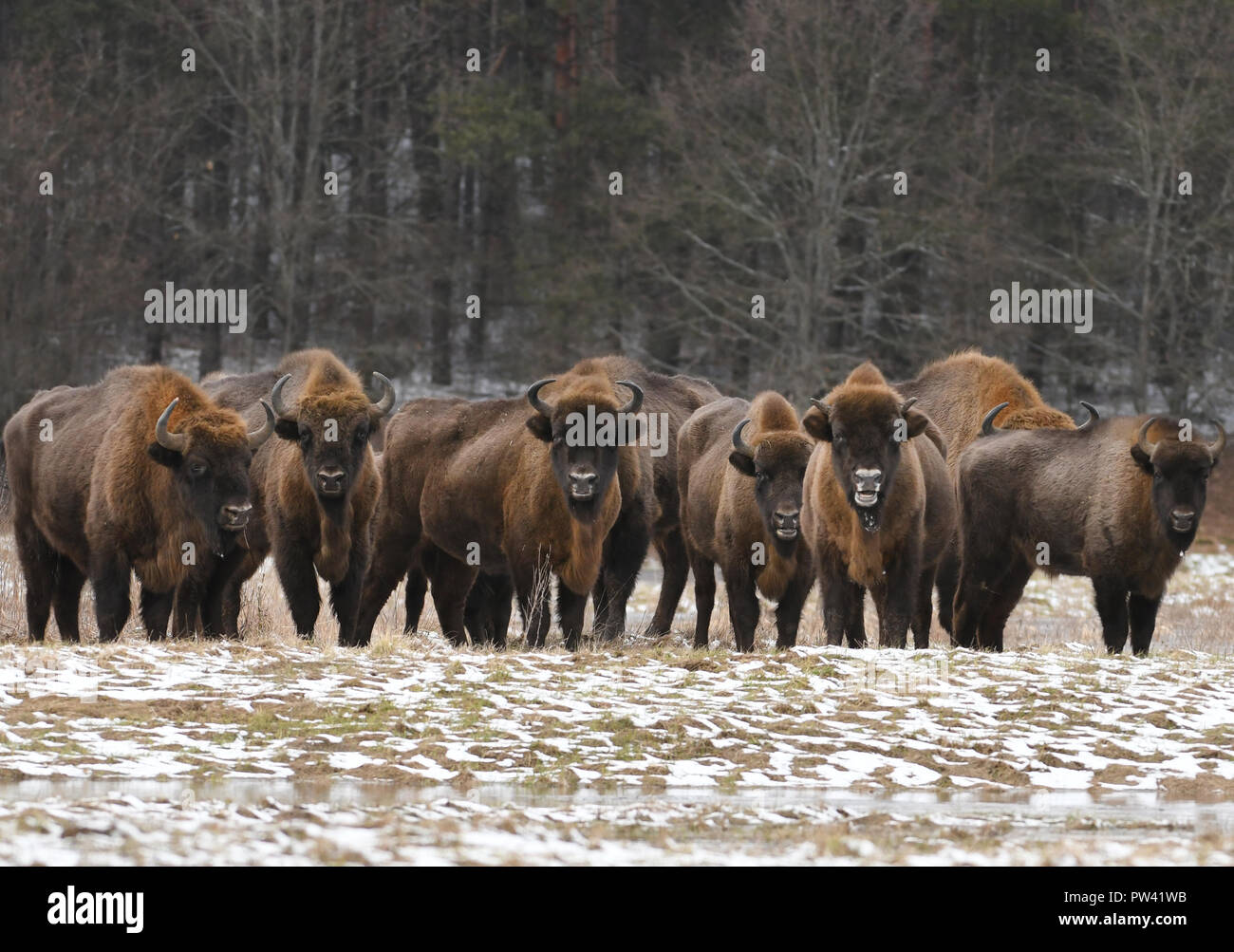 European bisons (Bison bonasus Stock Photo - Alamy