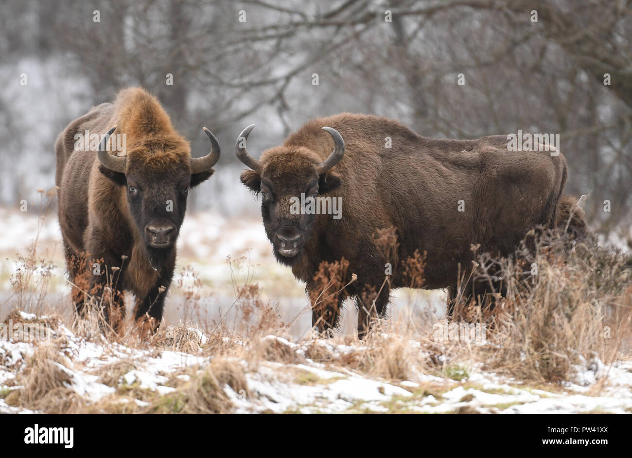 European bisons (Bison bonasus Stock Photo - Alamy