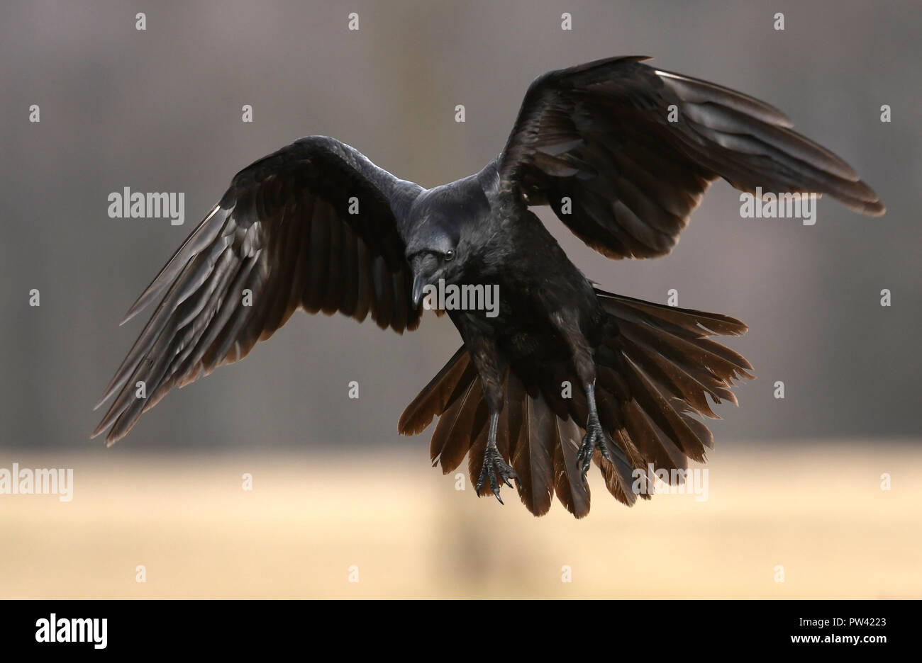 Common Raven (Corvus corax Stock Photo - Alamy