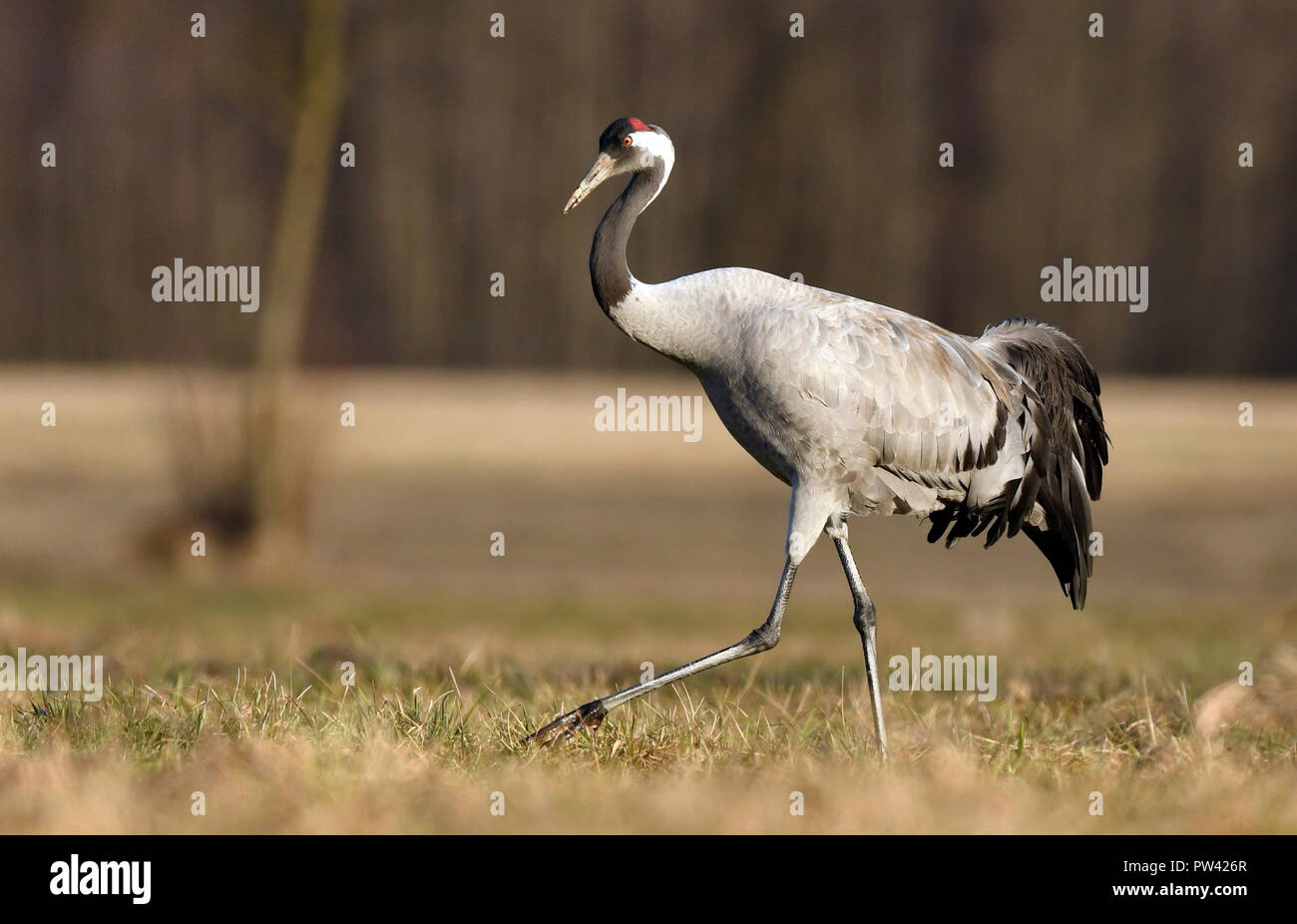 Common crane (Grus grus Stock Photo - Alamy