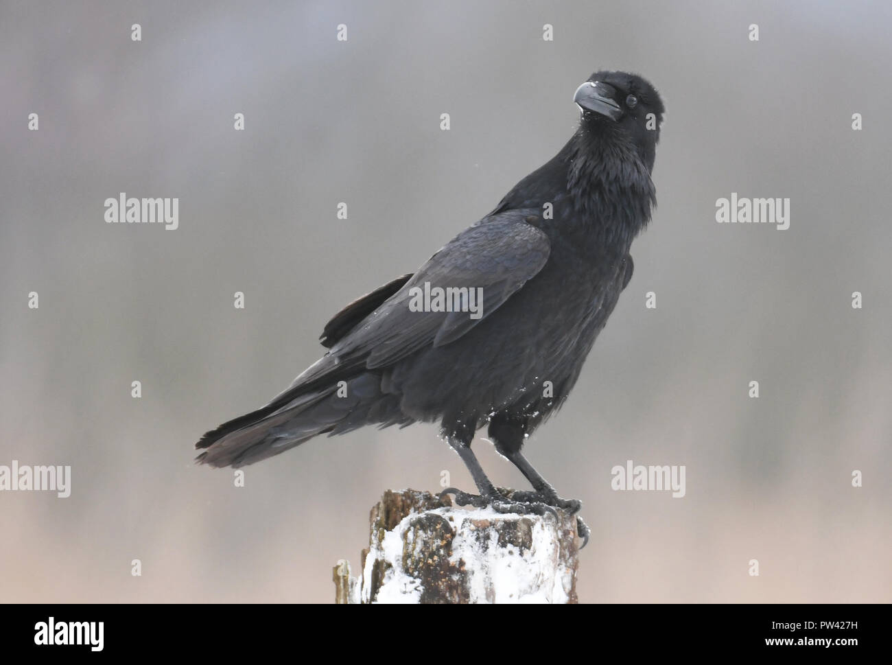 Common Raven (Corvus corax Stock Photo - Alamy