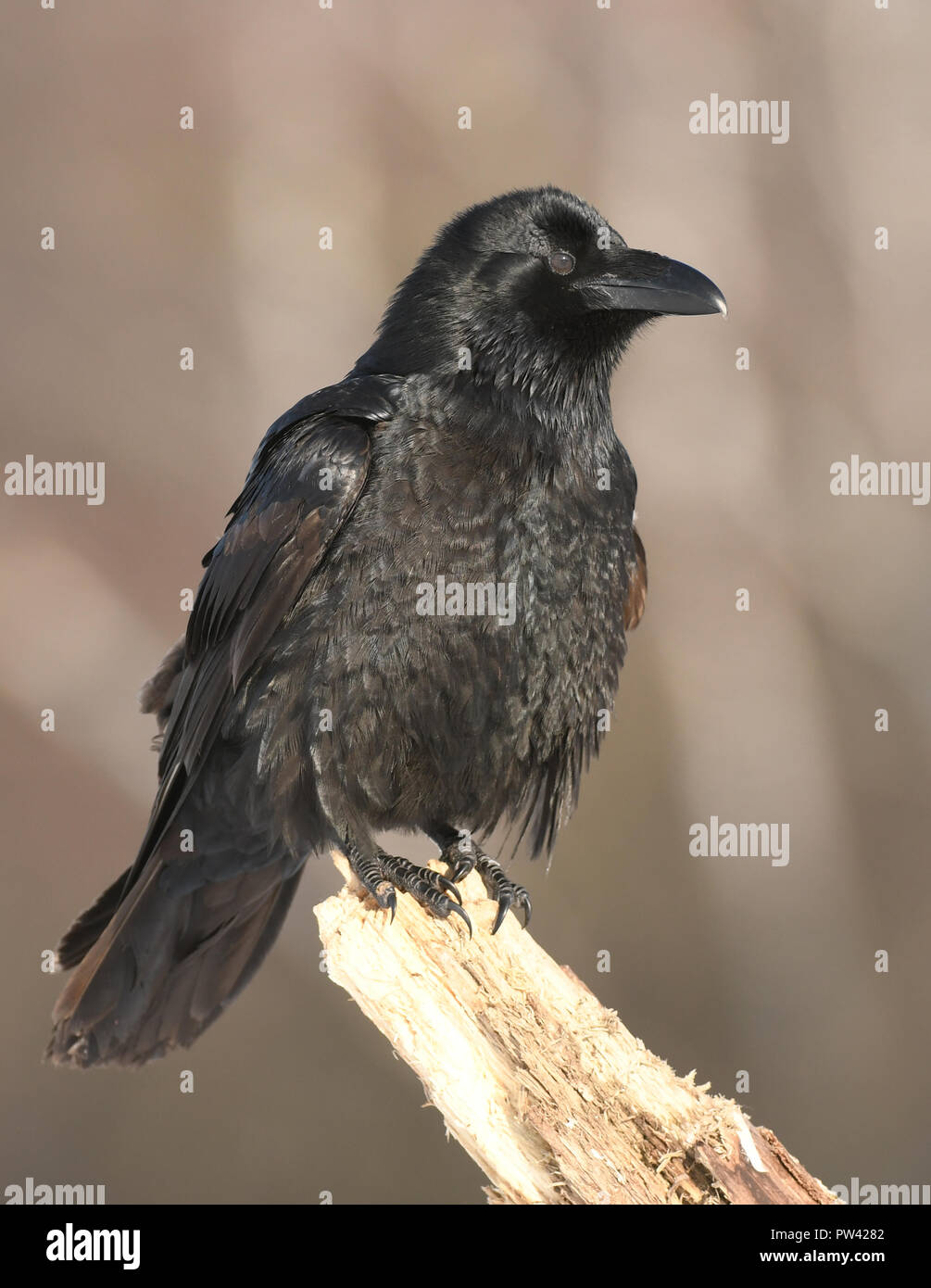 Common Raven (Corvus corax Stock Photo - Alamy