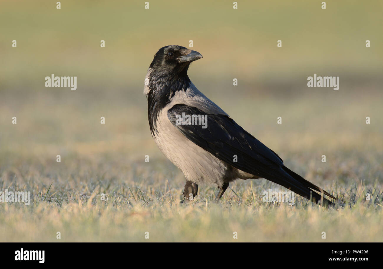 Hooded crow (Corvus corona Stock Photo - Alamy