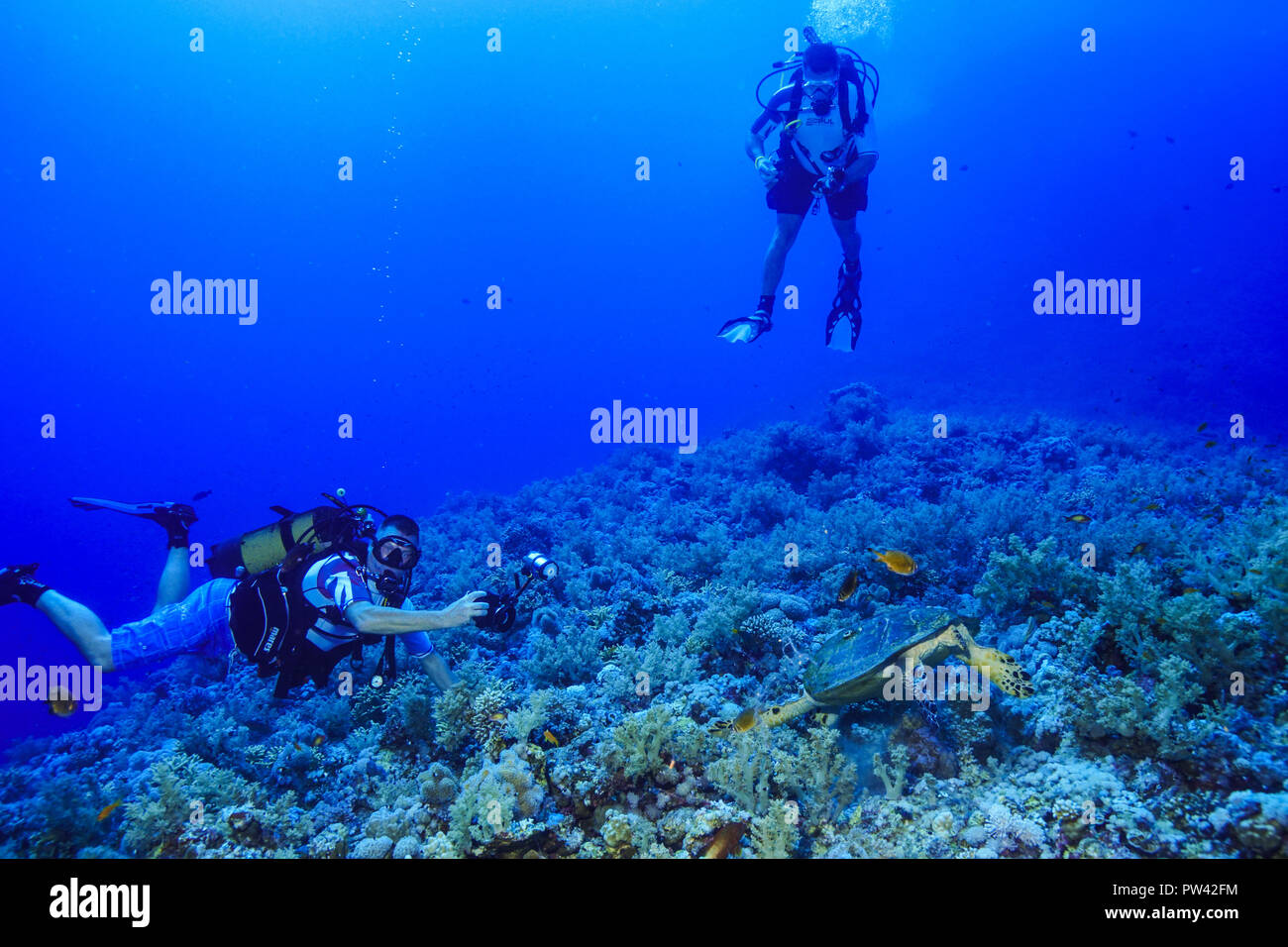 diver photographing the amazing coral reef at the Red Sea Stock Photo ...
