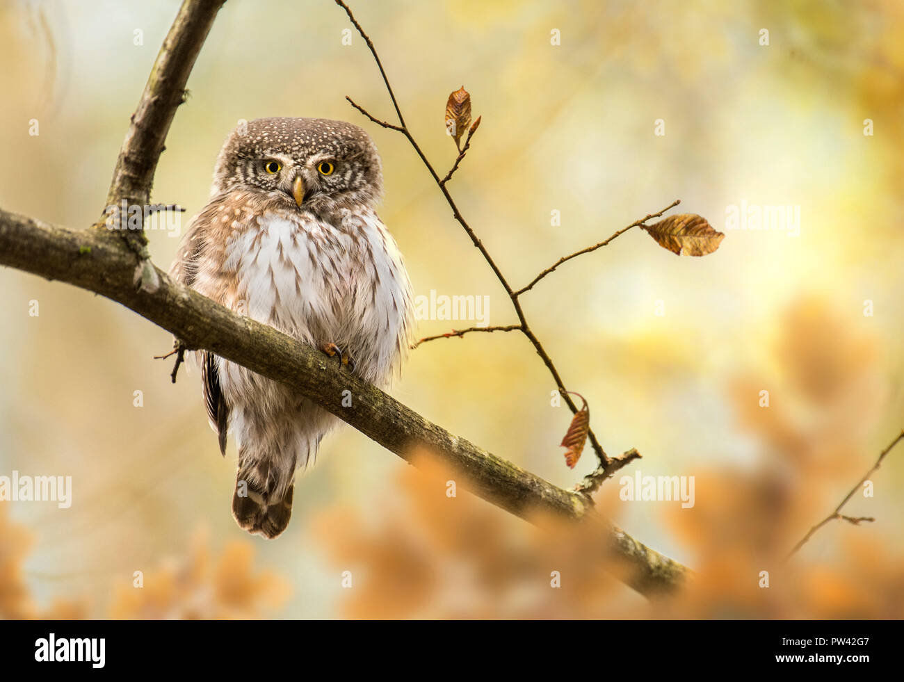 Eurasian pygmy owl (Glaucidium passerinum Stock Photo - Alamy