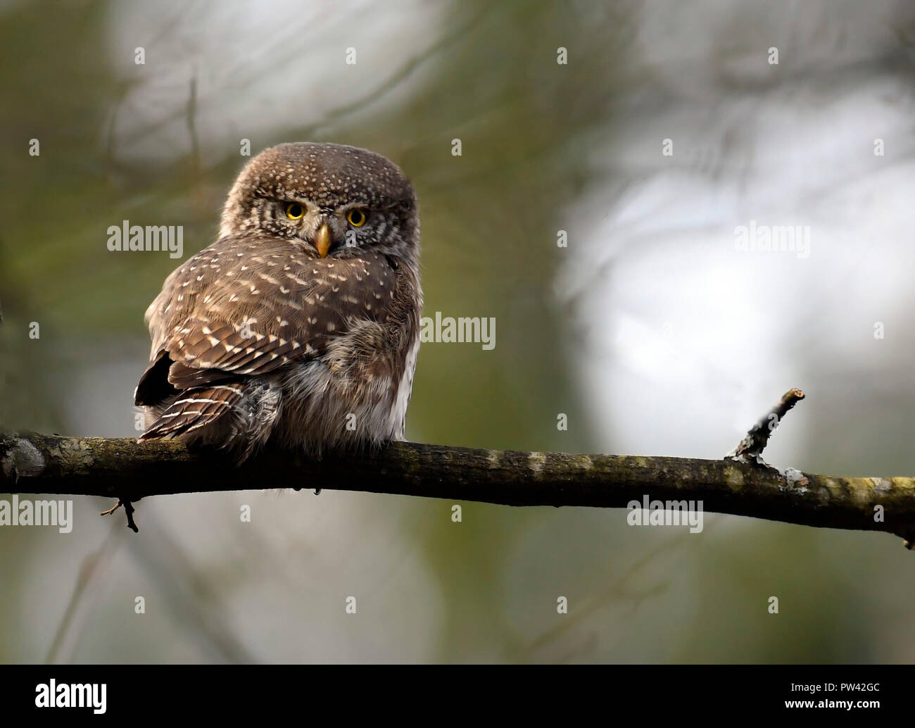 Eurasian pygmy owl (Glaucidium passerinum Stock Photo - Alamy