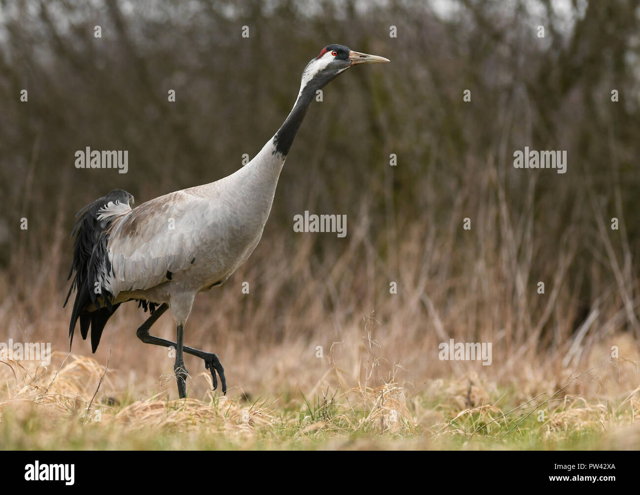 Common crane (Grus grus Stock Photo - Alamy