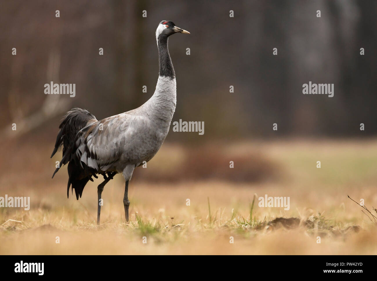 Common crane (Grus grus Stock Photo - Alamy