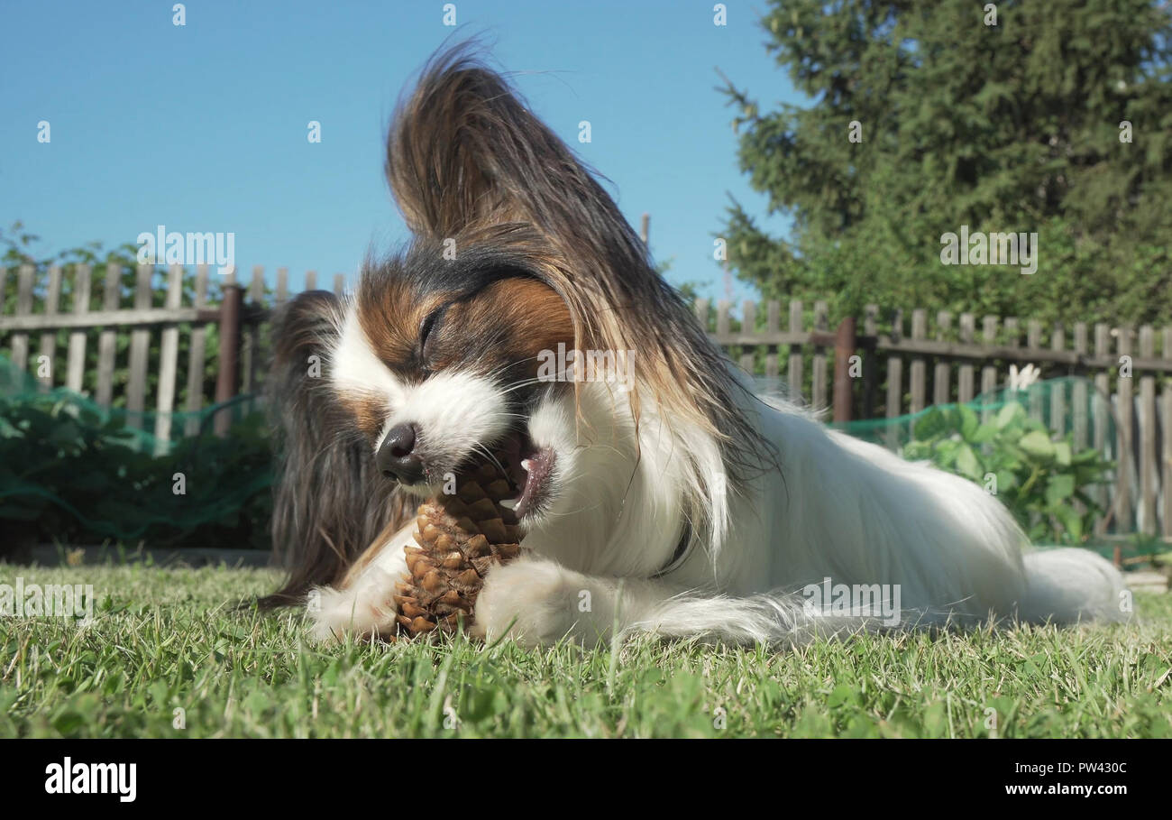 Beautiful dog breed Papillon gnaws spruce cone on lawn Stock Photo - Alamy