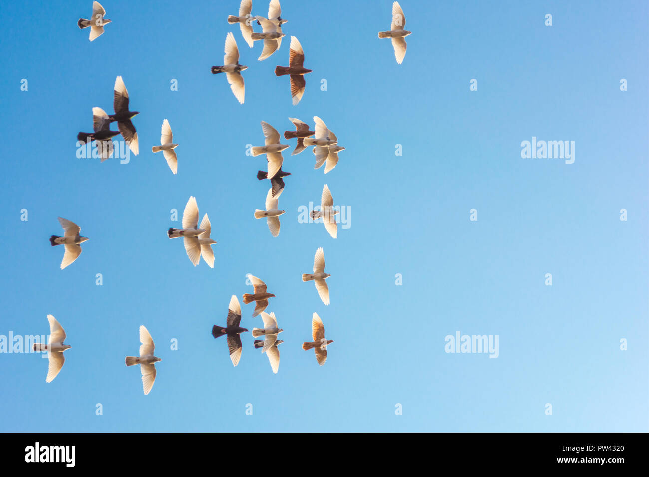 Flock of white doves hi-res stock photography and images - Alamy