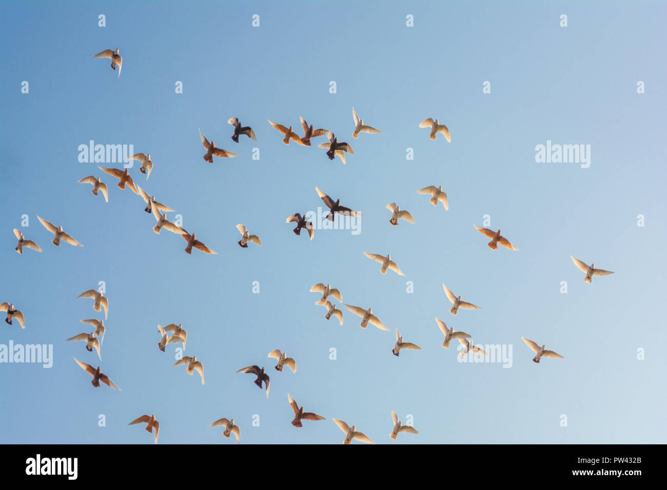 White doves flying hi-res stock photography and images - Alamy