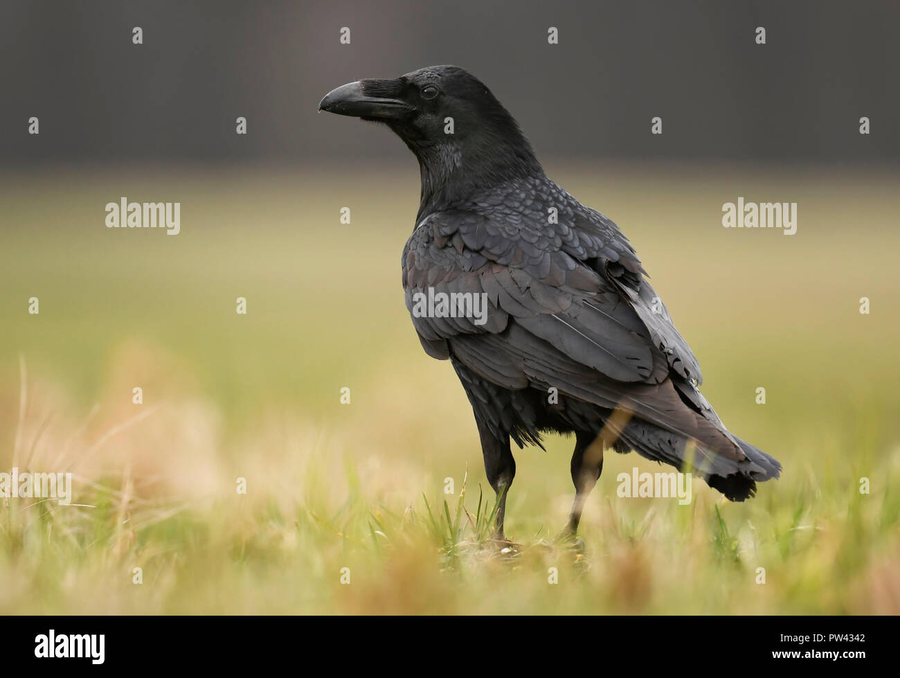 Raven (Corvus corax Stock Photo - Alamy