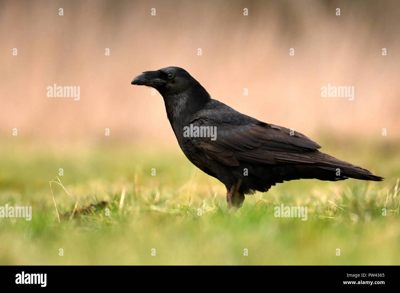 Common raven (Corvus corax Stock Photo - Alamy