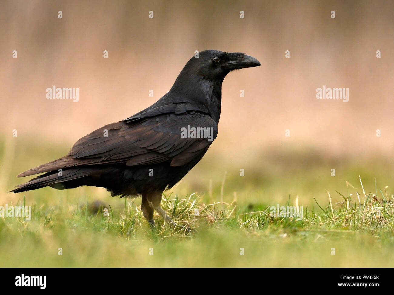 Common raven (Corvus corax Stock Photo - Alamy