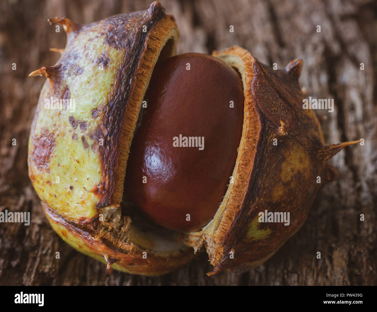 Woodland chestnuts hi-res stock photography and images - Alamy