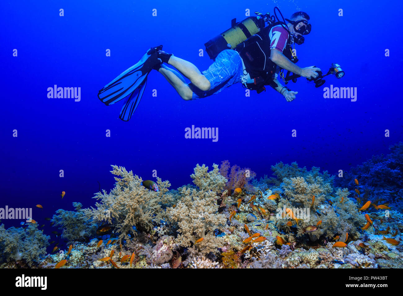 diver photographing the amazing coral reef at the Red Sea Stock Photo ...