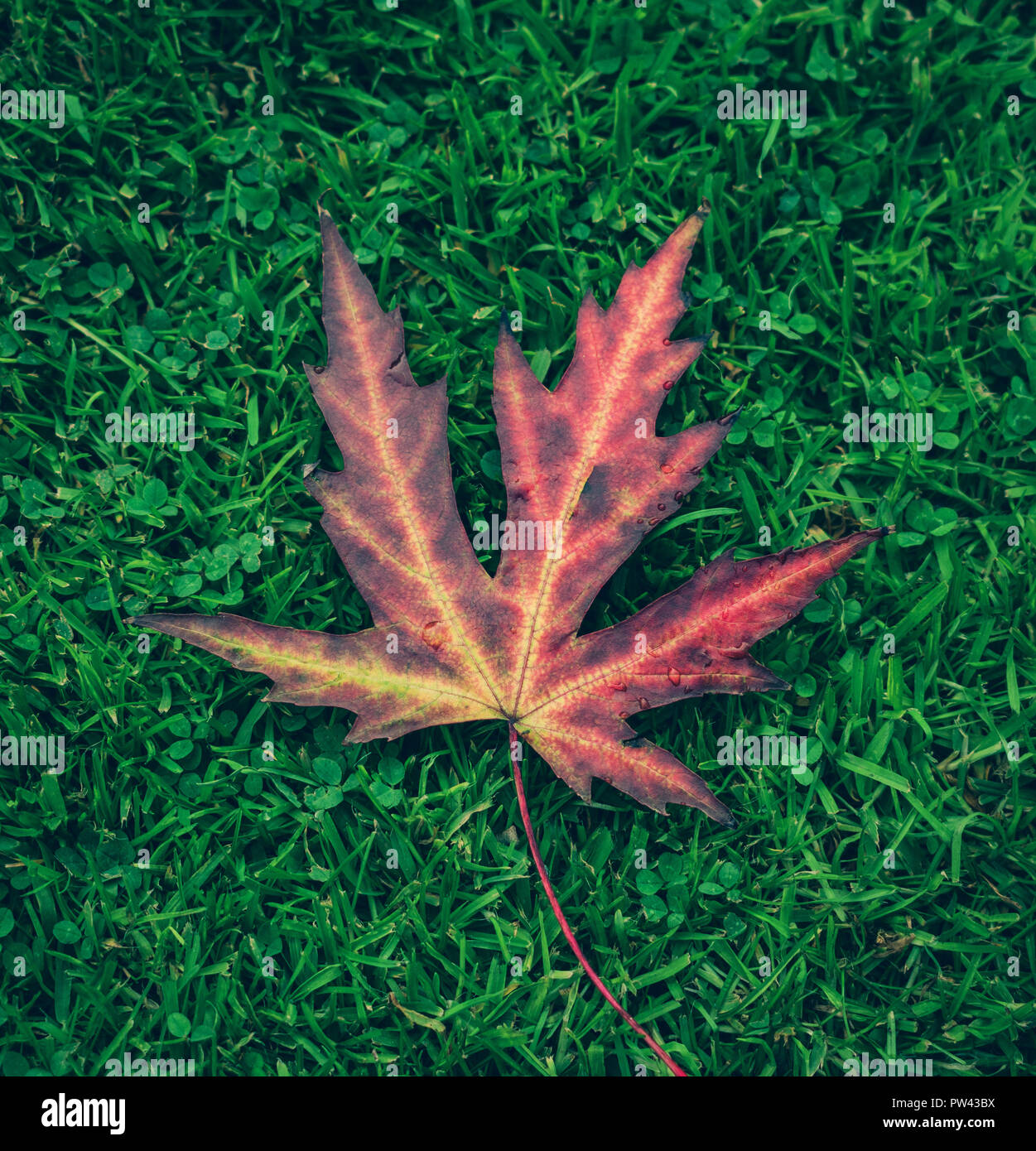 Red leaf from Acer Stock Photo - Alamy