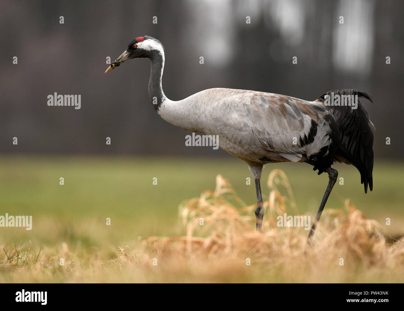 Common crane (Grus grus Stock Photo - Alamy