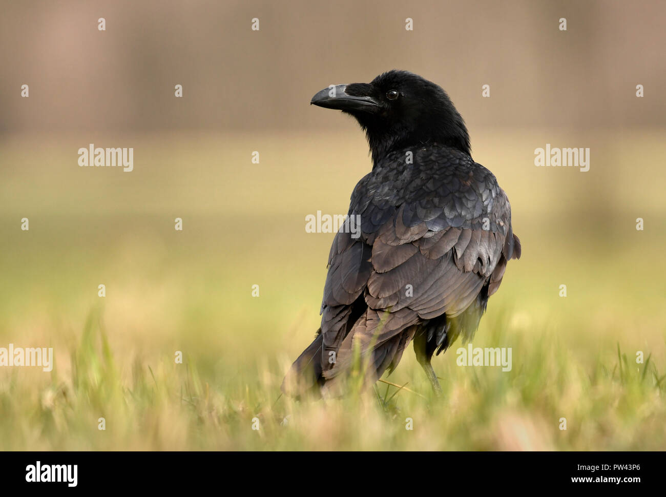Common raven (Corvus corax Stock Photo - Alamy