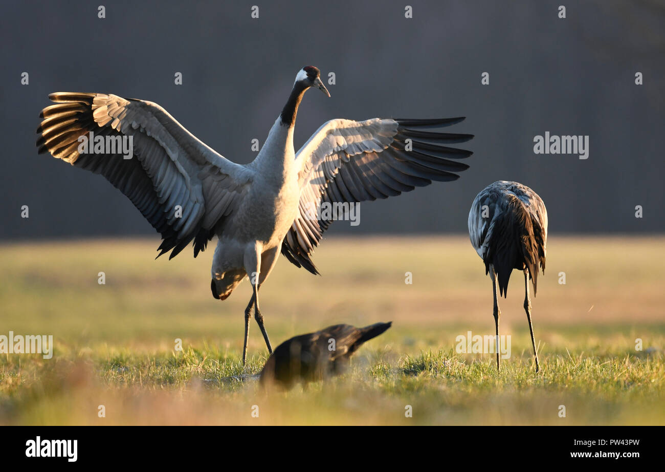 Common crane (Grus grus Stock Photo - Alamy