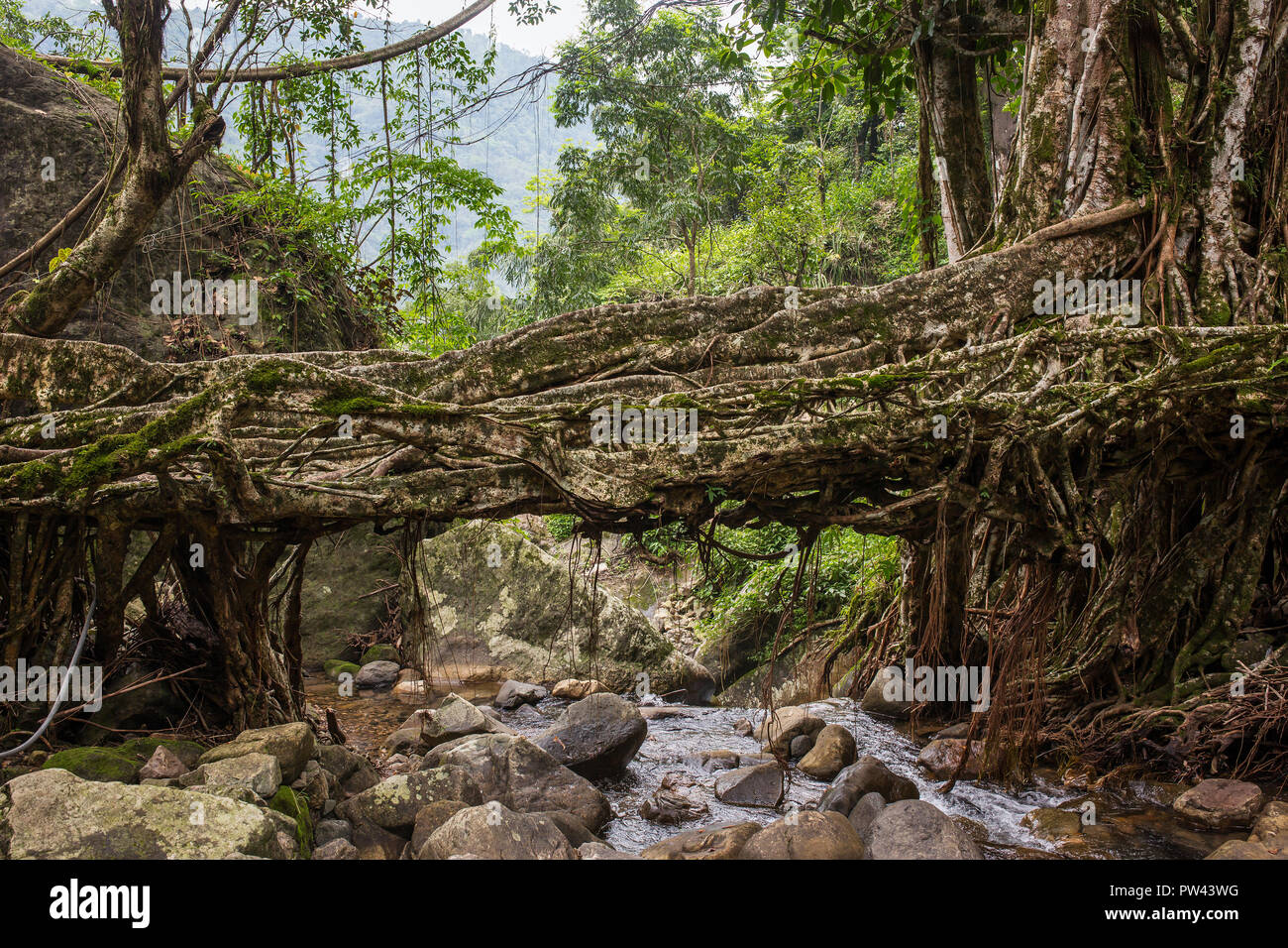 Living roots bridge near Nongriat village, Cherrapunjee, Meghalaya ...