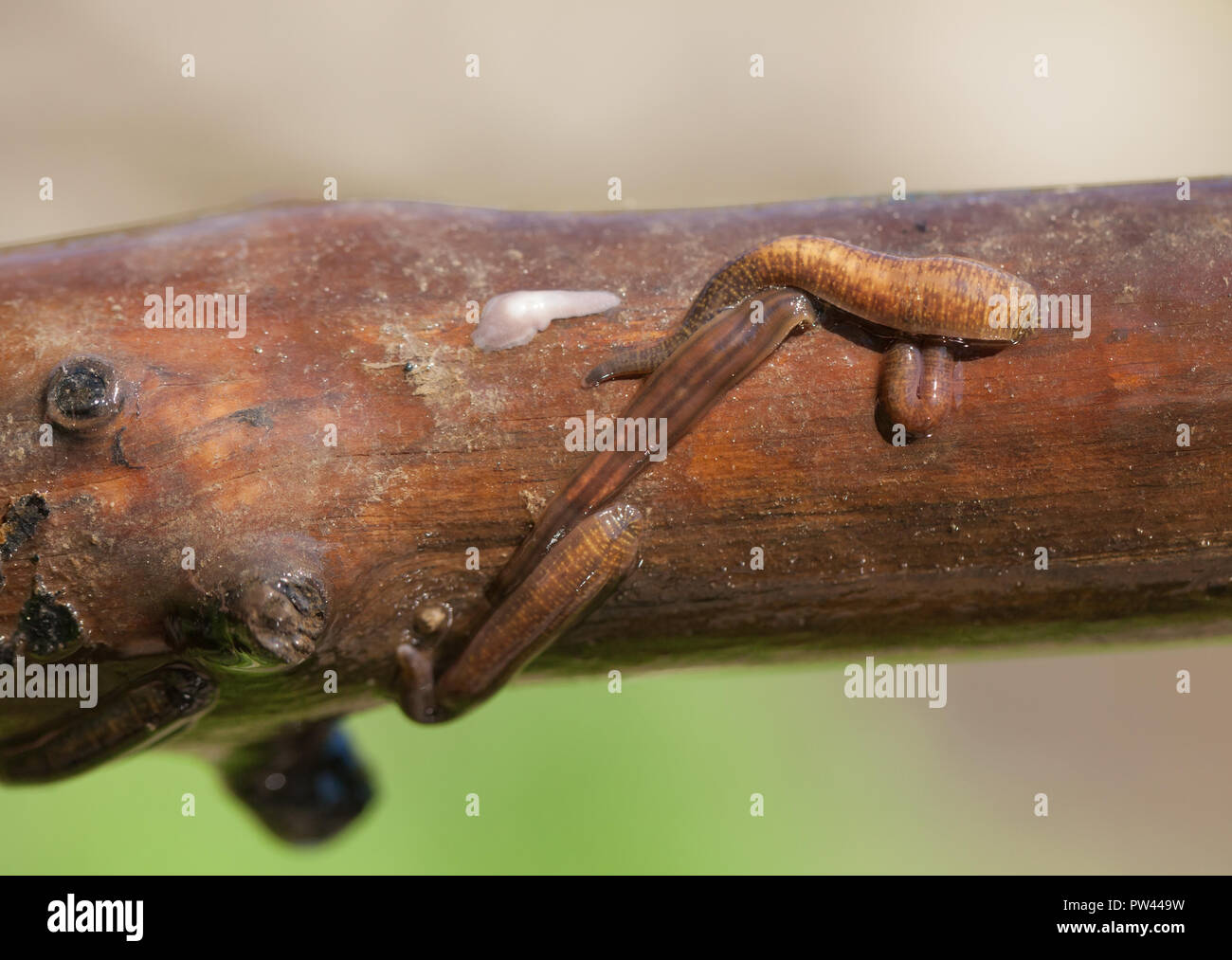 Dina lineata hi-res stock photography and images - Alamy