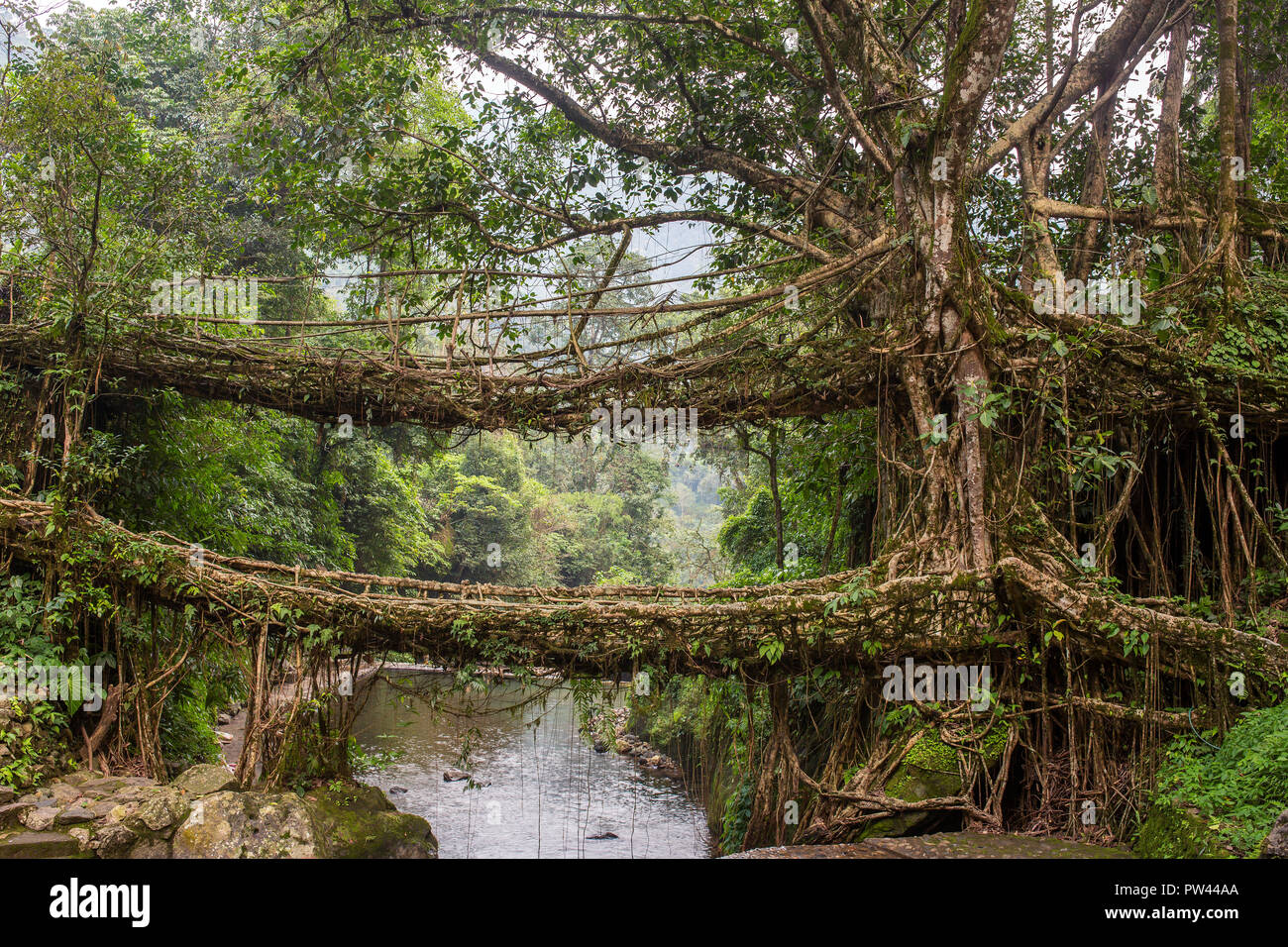 Famous Double Decker living roots bridge near Nongriat village ...