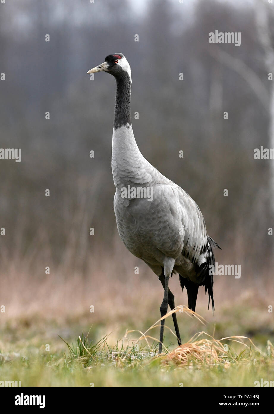 Common crane (Grus grus Stock Photo - Alamy