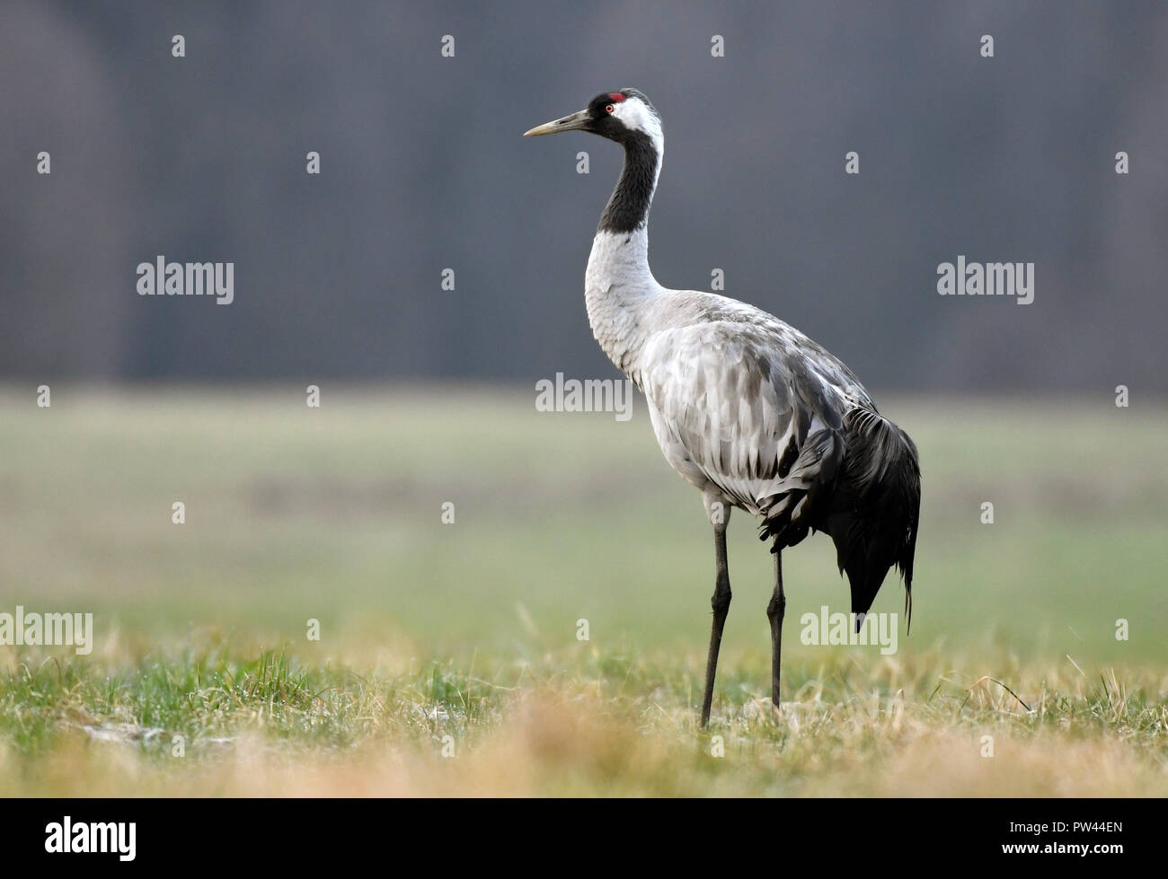 Common crane (Grus grus Stock Photo - Alamy